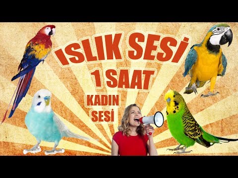 Islık sesi muhabbet kuşu ve papağan konuşturma ıslık sesi