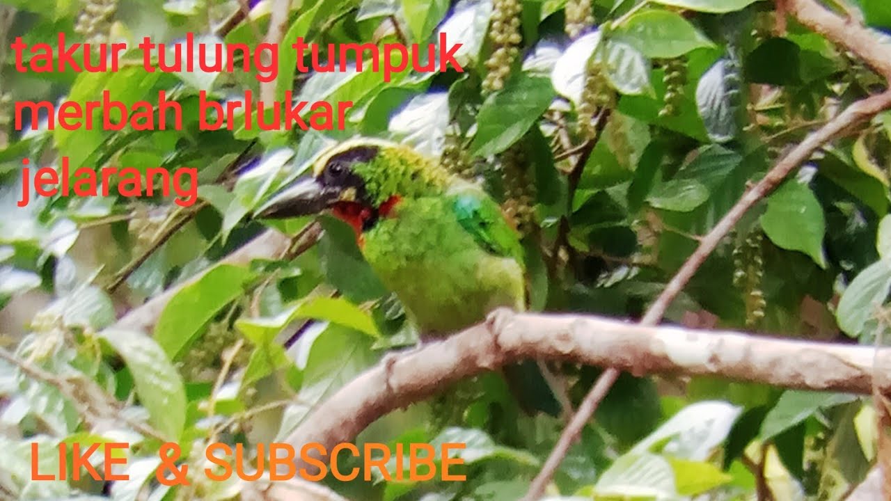 takur tulung tumpuk&merbah belukar&jelarang - YouTube