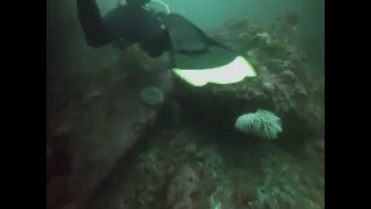 Point Lobos Diving ~ Whaler's Cove - YouTube