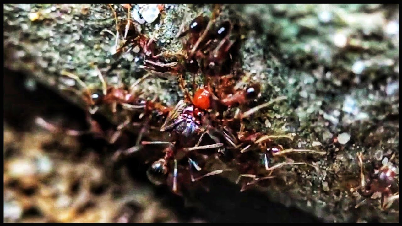 Big Headed Ant Major Crushes The Head Of A Fire Ant - YouTube