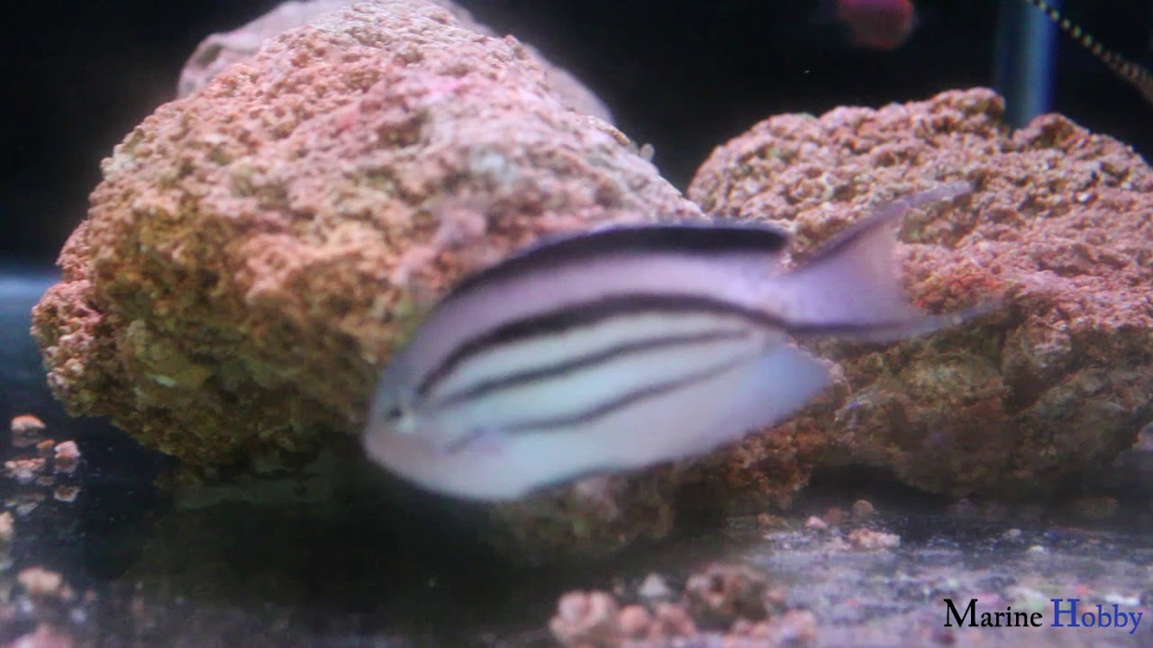 Genicanthus lamarck also commonly known as Lamarck's Angelfish - YouTube