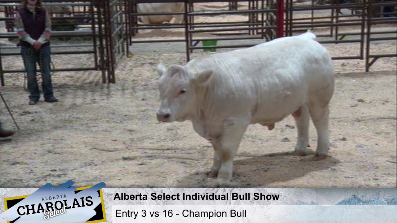 Bull Show - 12 December 2019 - 08-00-54 PM - 00007.mp4 - YouTube
