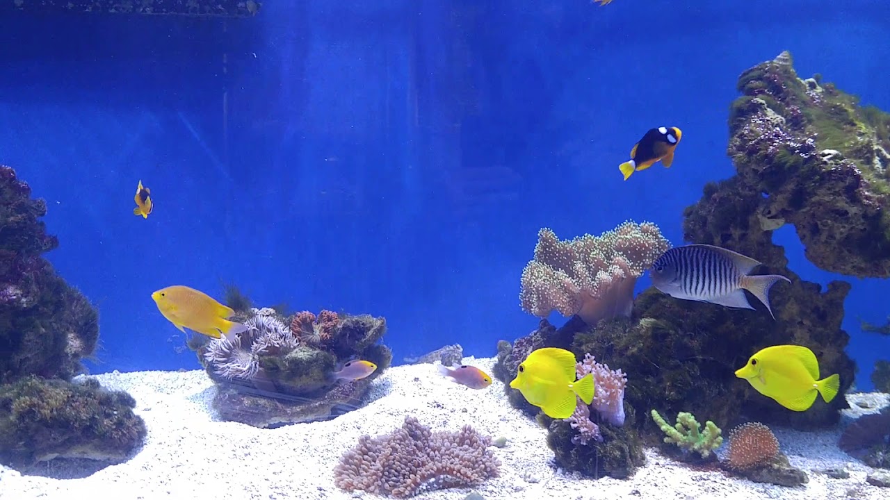 Reef May 20 - YouTube
