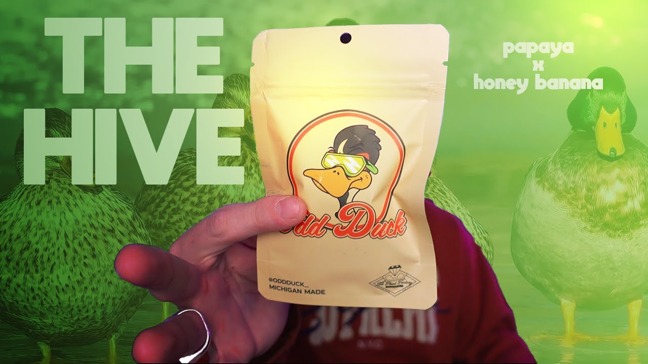 The Hive Review (Odd Duck) - YouTube