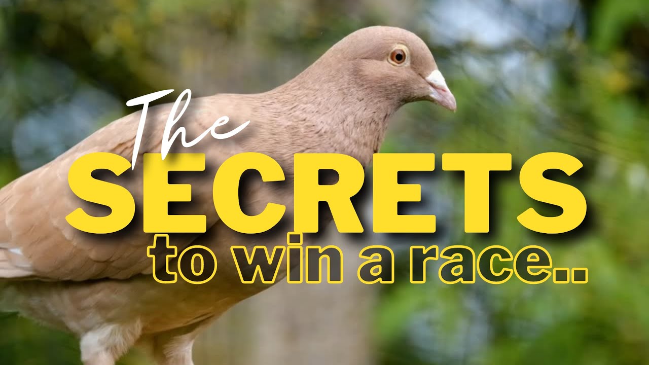 The secrets to win a race | Pigeon Racing Tips | #racingpigeon - YouTube