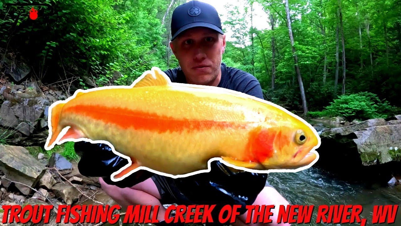 Trout Fishing West Virginia's Mill Creek of the New River - YouTube