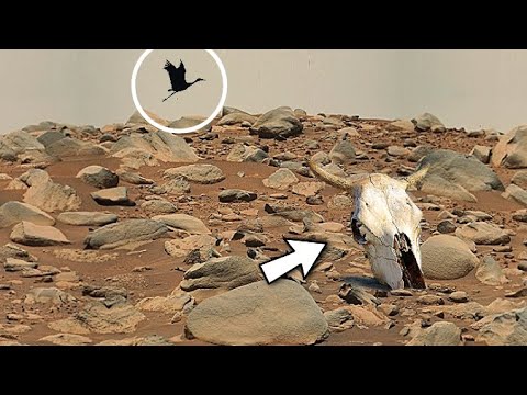Mars Rover Captured Real Video of Mars Planet | Perseverance Rover Sol ...