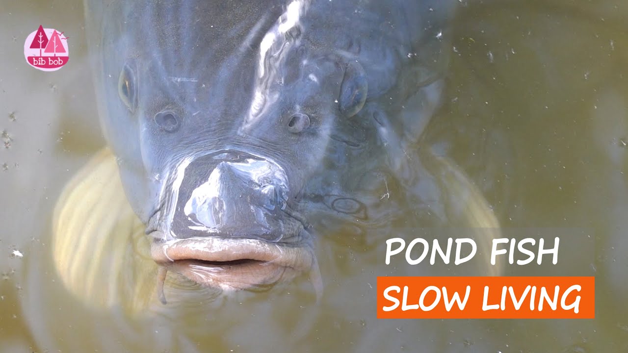 big fish in a small pond | pondlife, slow living | риба,пруд,fisch,魚 ...