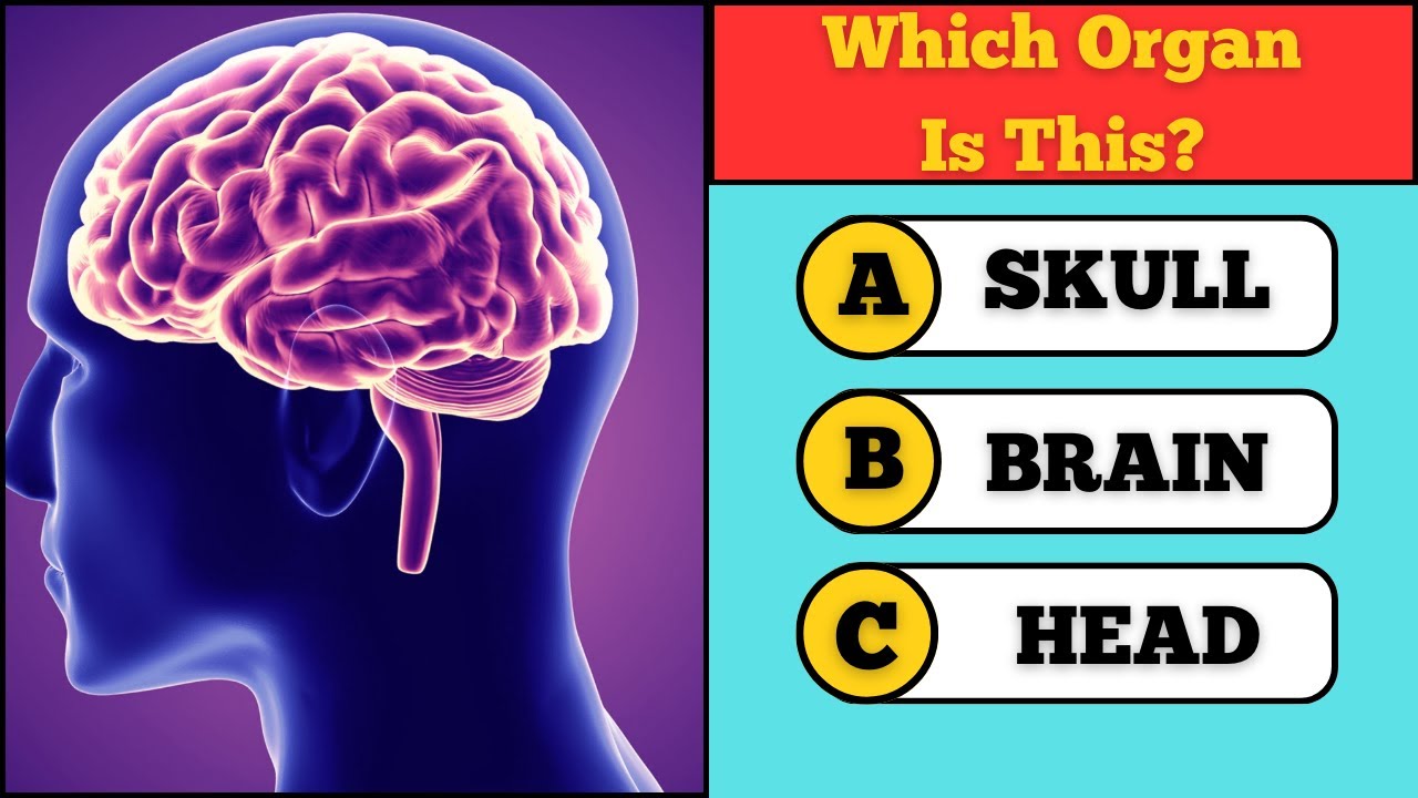 Guess the Body Parts Challenge! 🧠👀 | Test Your Knowledge! - YouTube