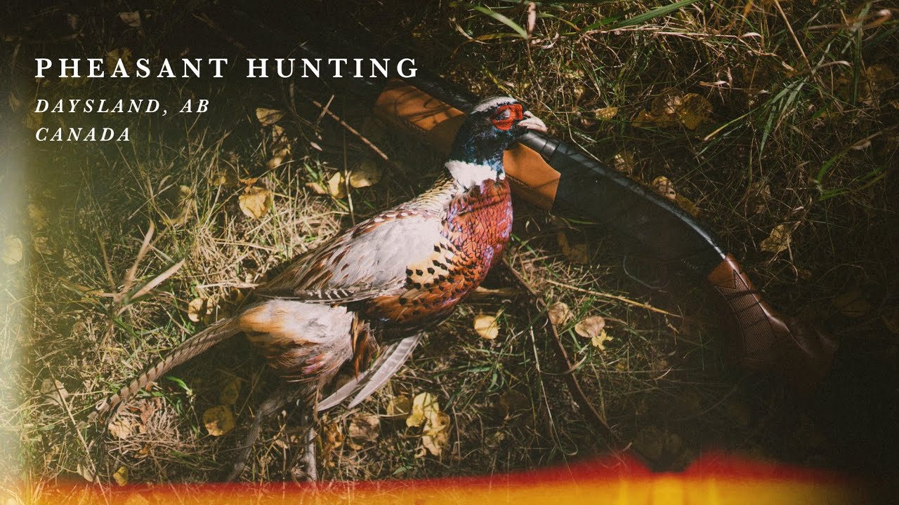 Solo Pheasant Hunt | Daysland Alberta, CANADA - YouTube