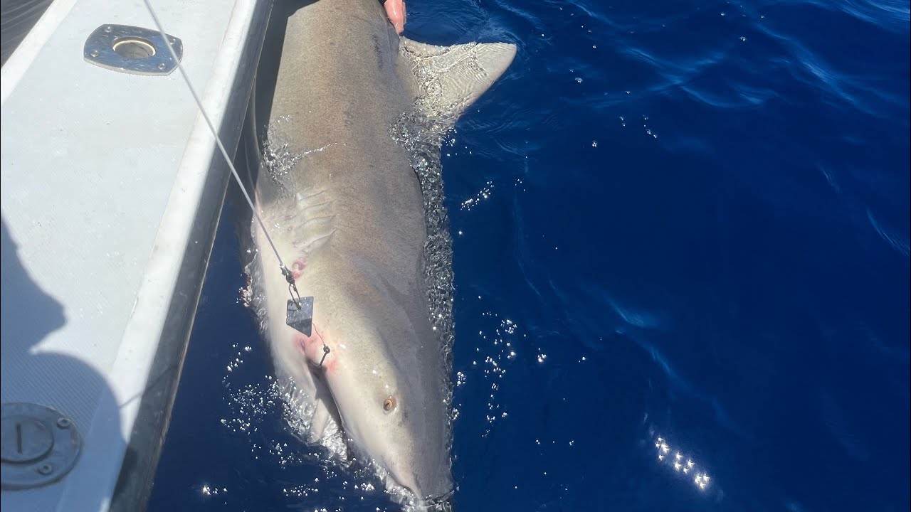 300 pound huge bull shark off shore - YouTube