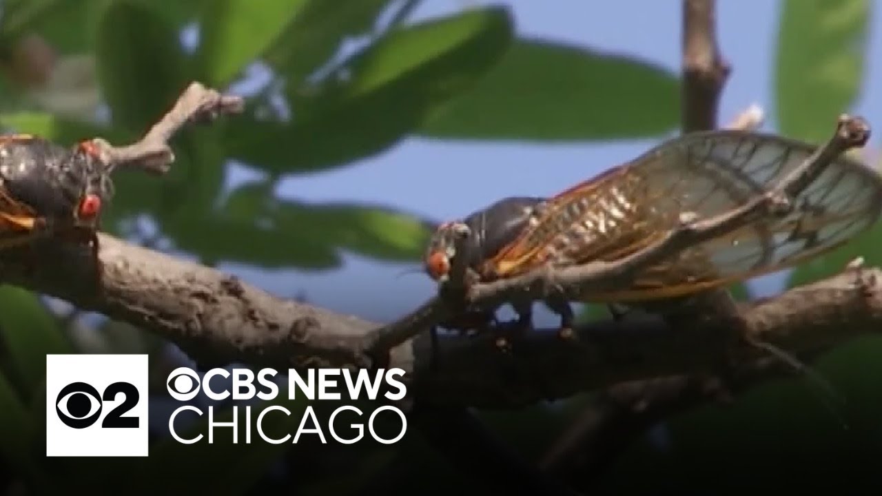 Cicadas pee from trees. And they urinate a lot, new study finds. - YouTube