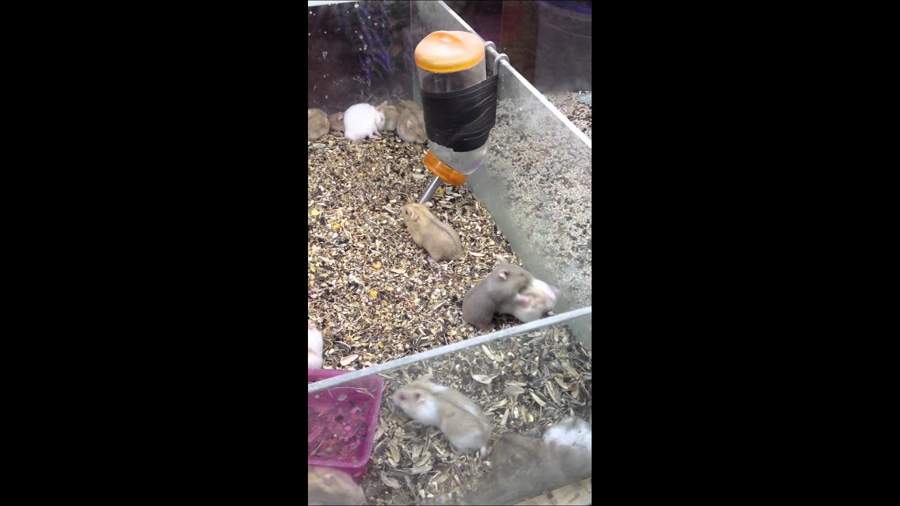 Talented hamster doing backflips! - YouTube