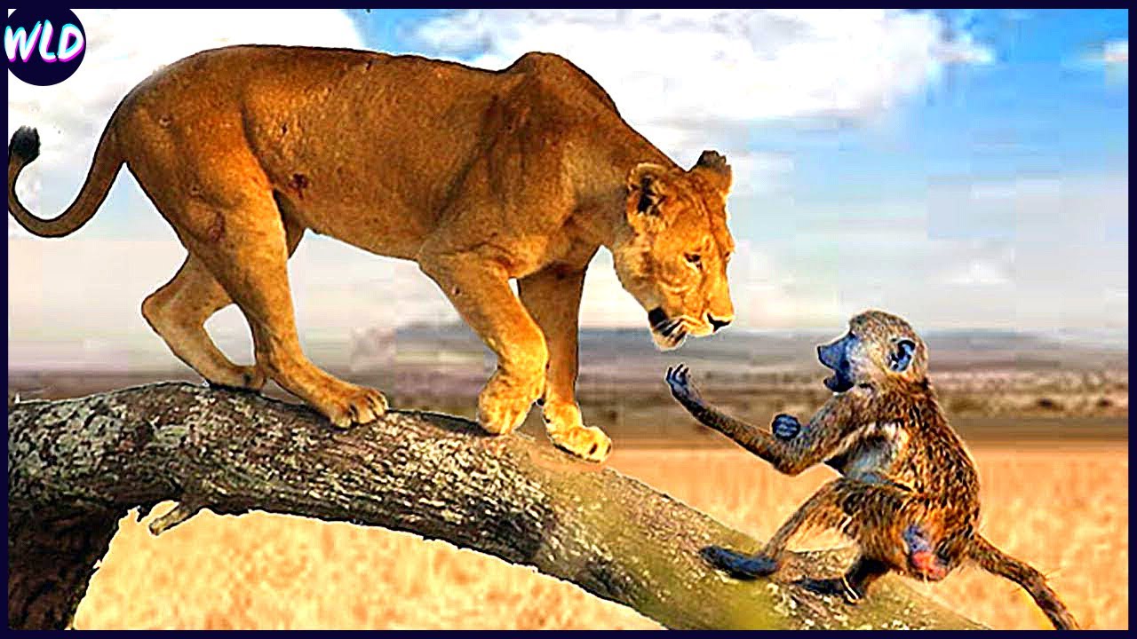 10 Times Monkeys Messed With The Wrong Animal - YouTube