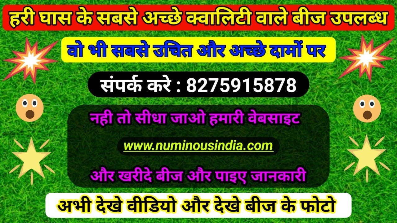 Fodder Seeds available, Subabul, Dashrath Grass, Shevari, Methi Grass ...