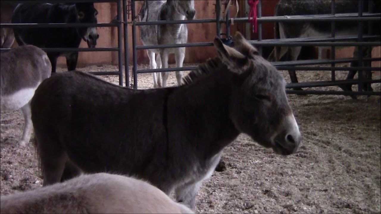 Donkeys Braying Chorus Turtle Valley Donkey Refuge - YouTube