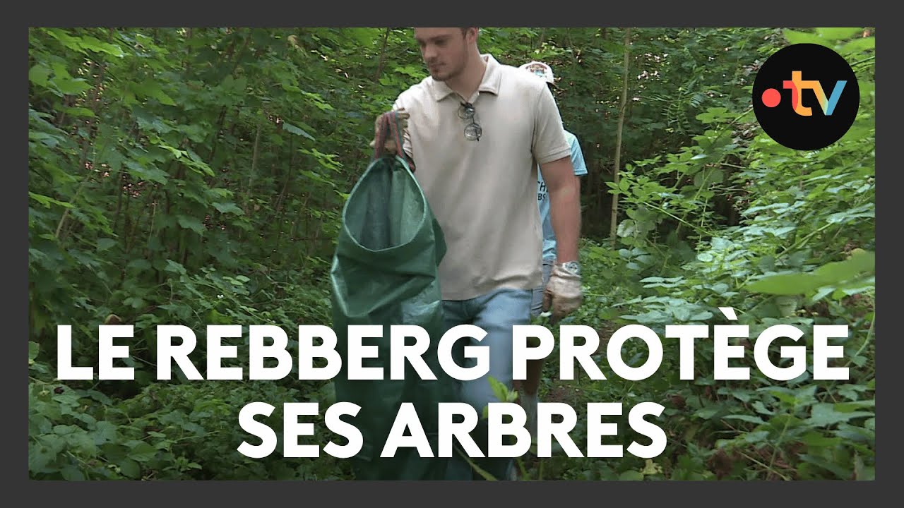 Le Rebberg se mobilise pour son patrimoine arboré - YouTube