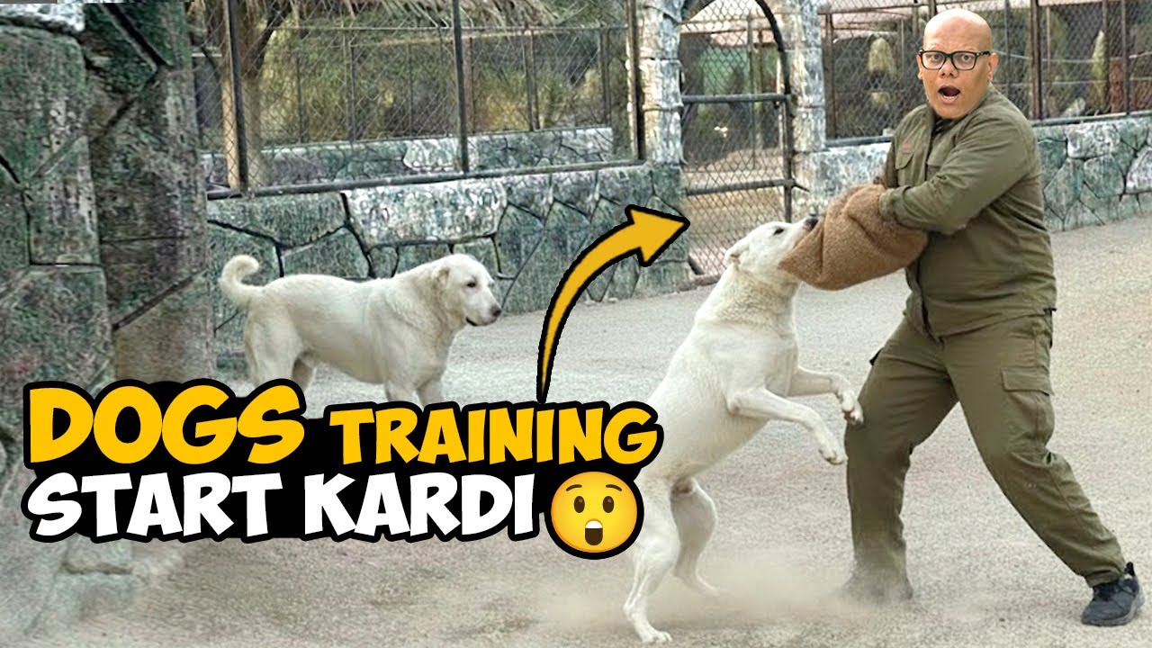 Dogs Ki Training Start Kar Di 🐶🎯 Attack Session 🐕💪| BT Farm Stories ...