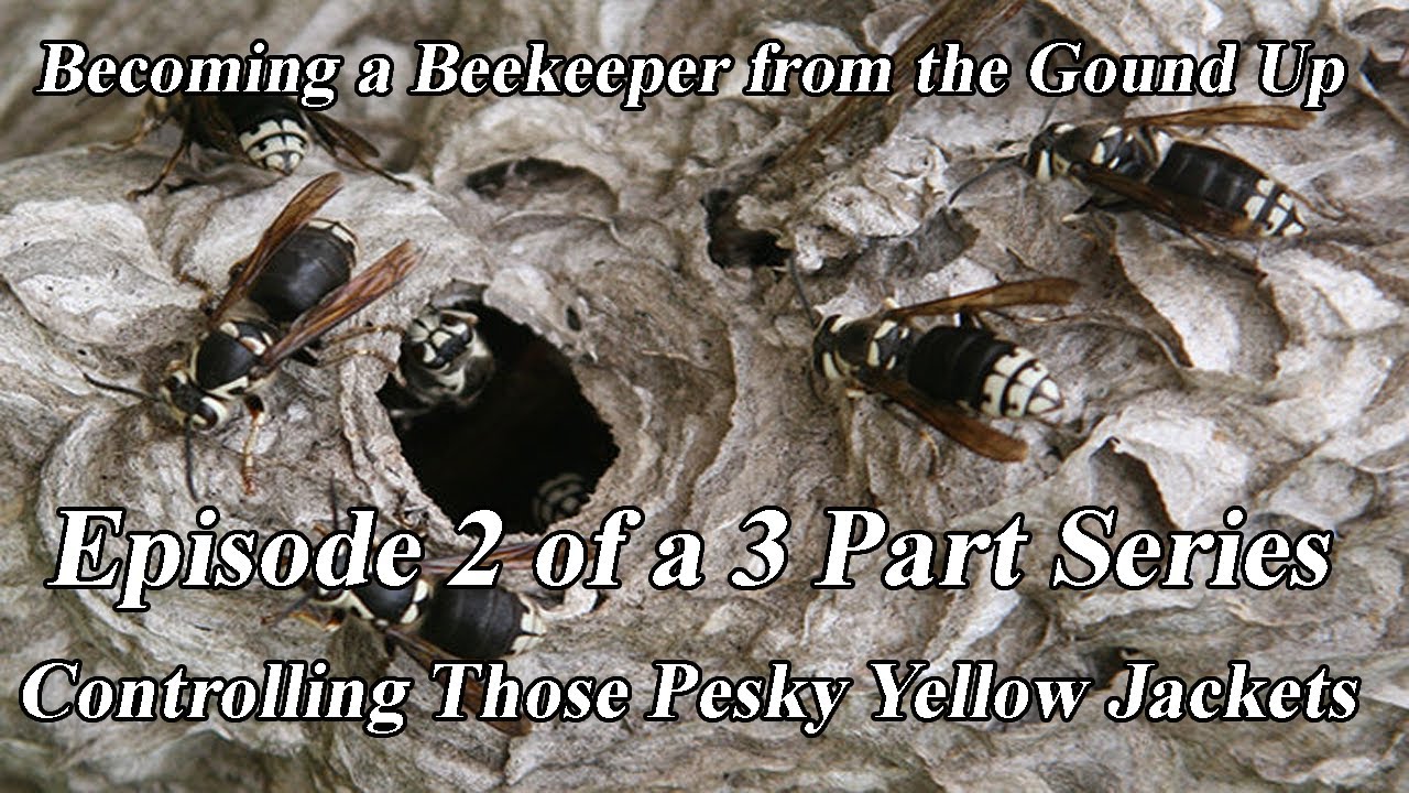 Part 2 Yellow Jacket Control movie - YouTube