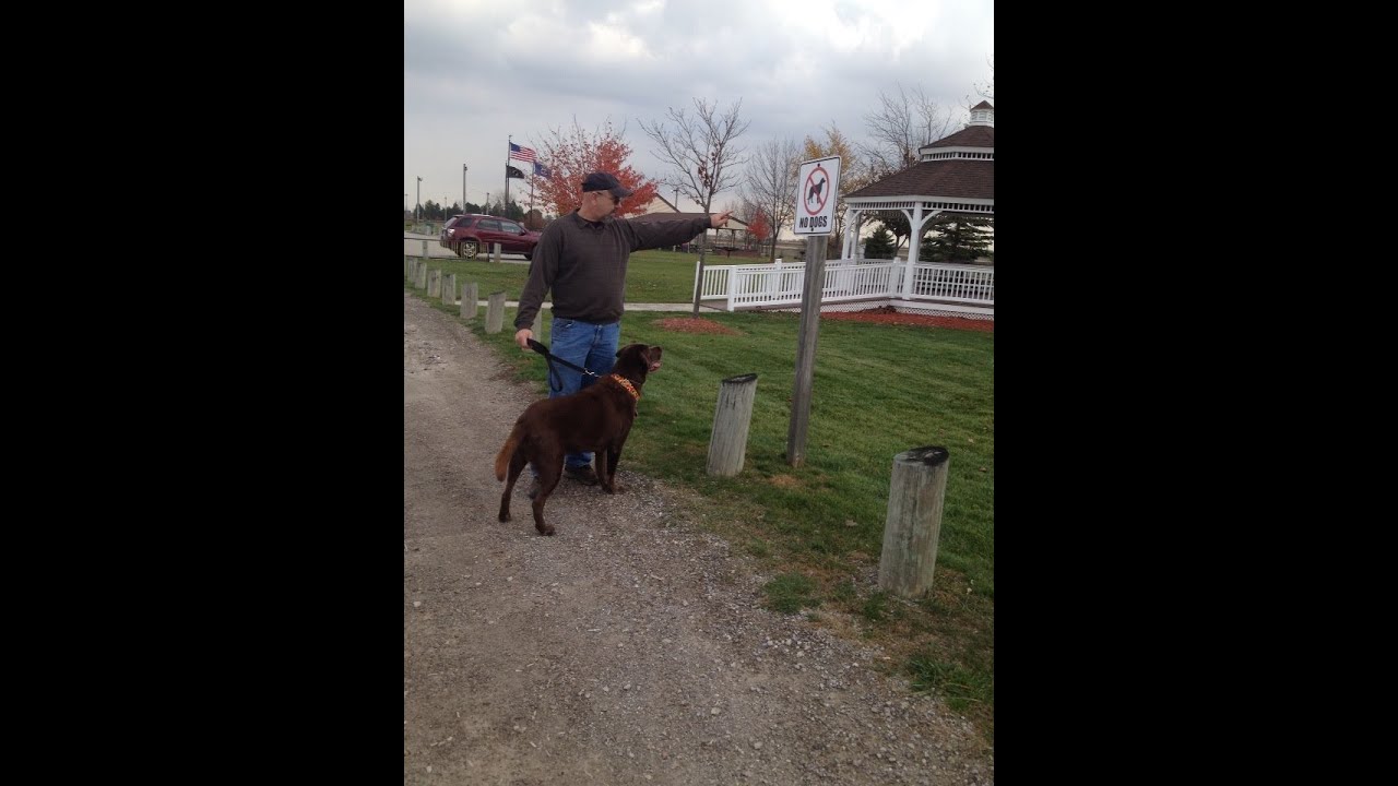 Swamp Witch Harp and Dog in Hat - YouTube