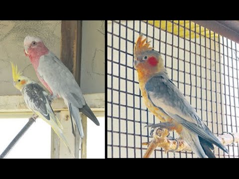 Calopsita hibrida - Galatiel - YouTube