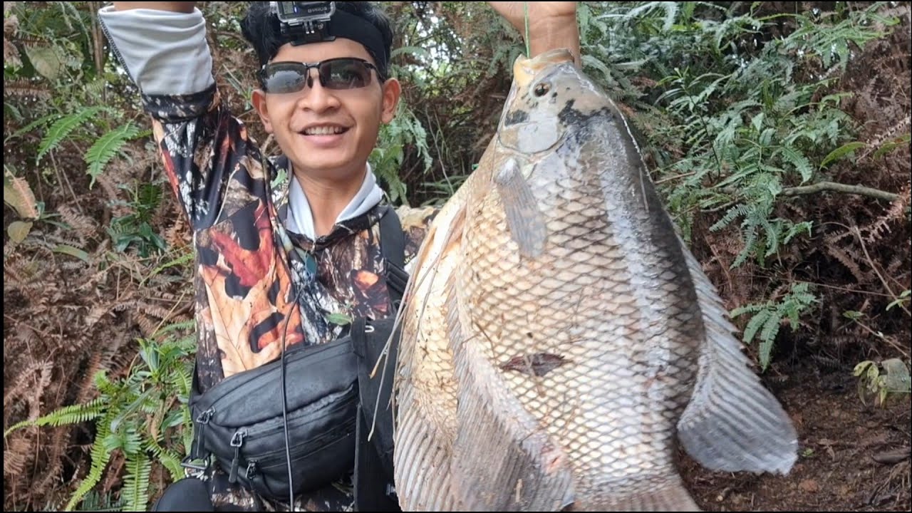 Paser mania mantap || poin gurame 6 kg 2 ekor - YouTube