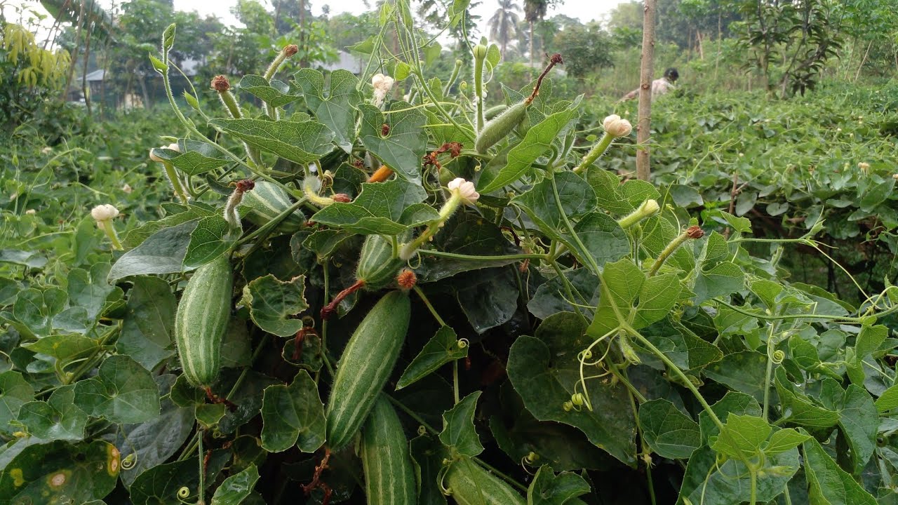 01744690432 potol chas poddhoti পটলের চারা এবং লতা বিক্রি করা ...