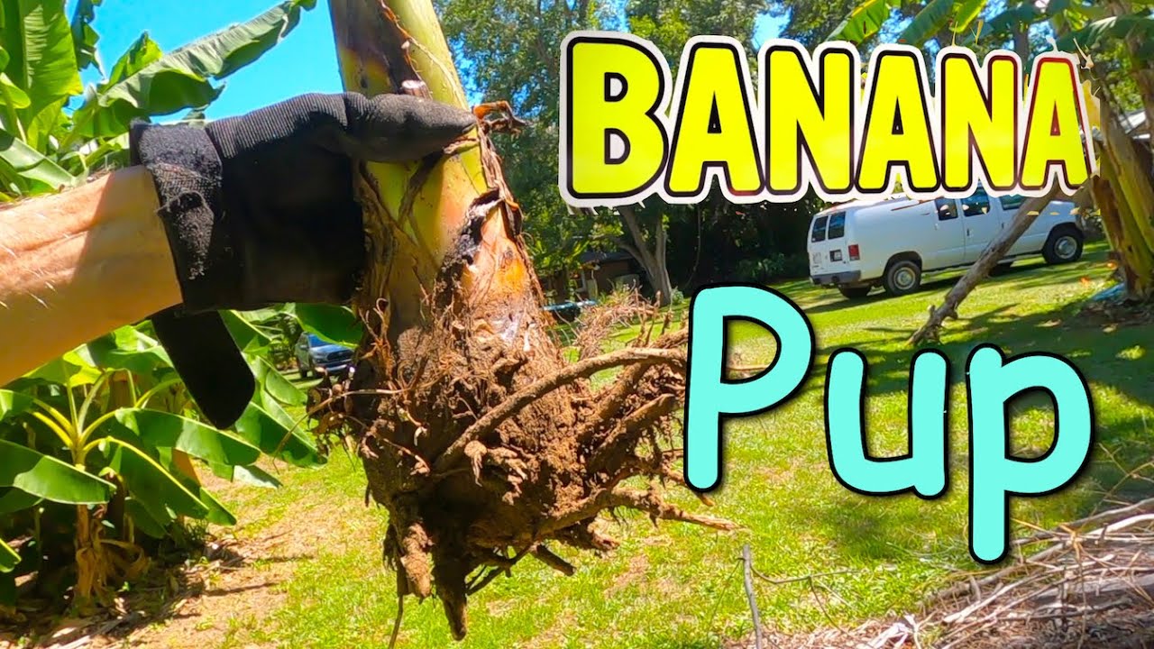 Banana Pup: Digging Up (2022) - YouTube