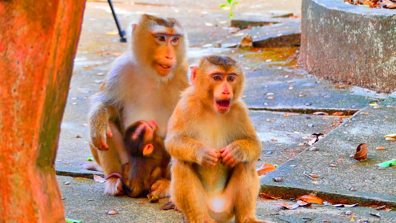 Oh please plays and sweet now...Hey, monkey SARO please take care with ...