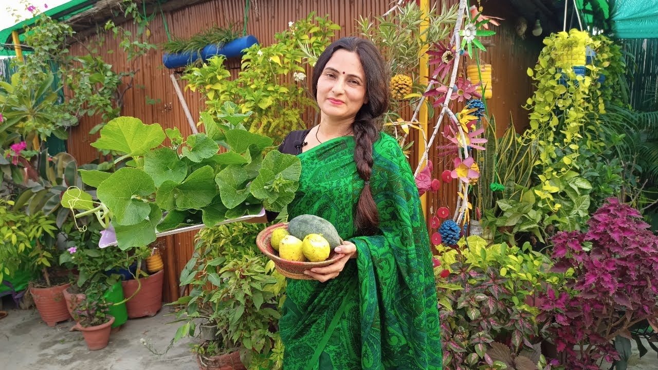 Watermelon (Tarbuj) and Vegetable harvesting from terrace | Medicinal ...