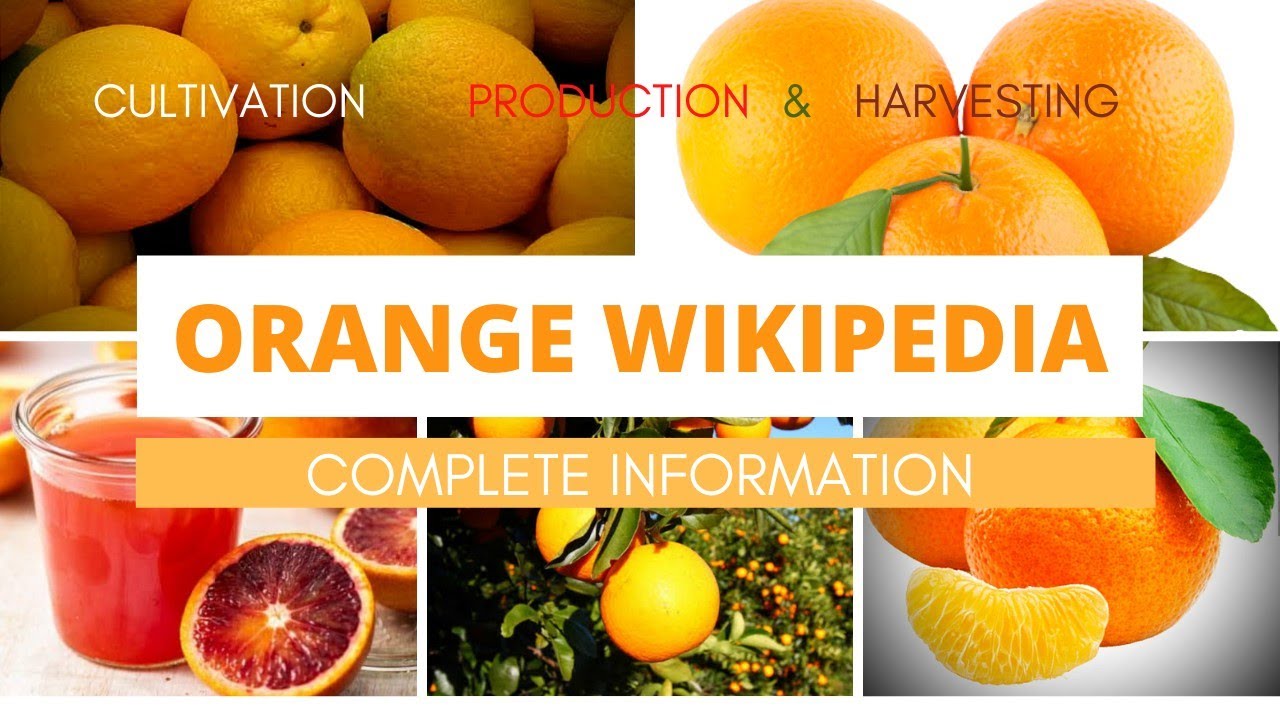 Orange Wikipedia 2.0 || #winter2022 #orange #wikipedia || detailed info ...
