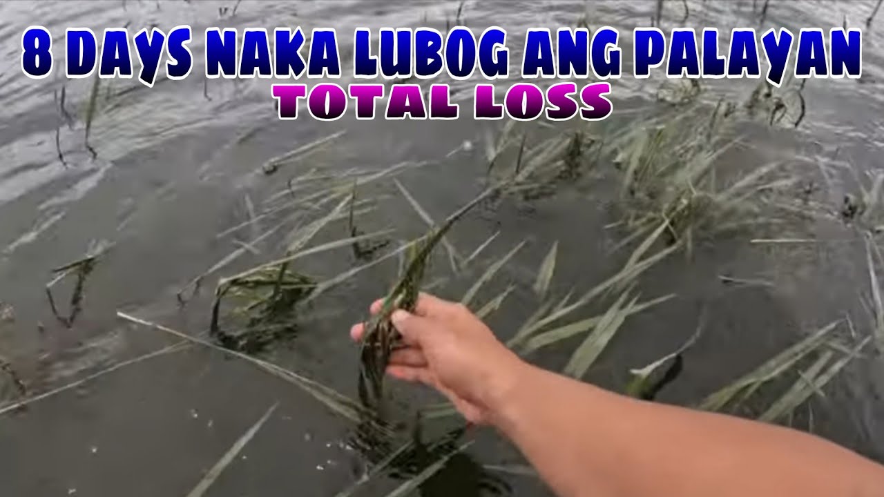 8 days naka lubog ang palayan total loss - YouTube