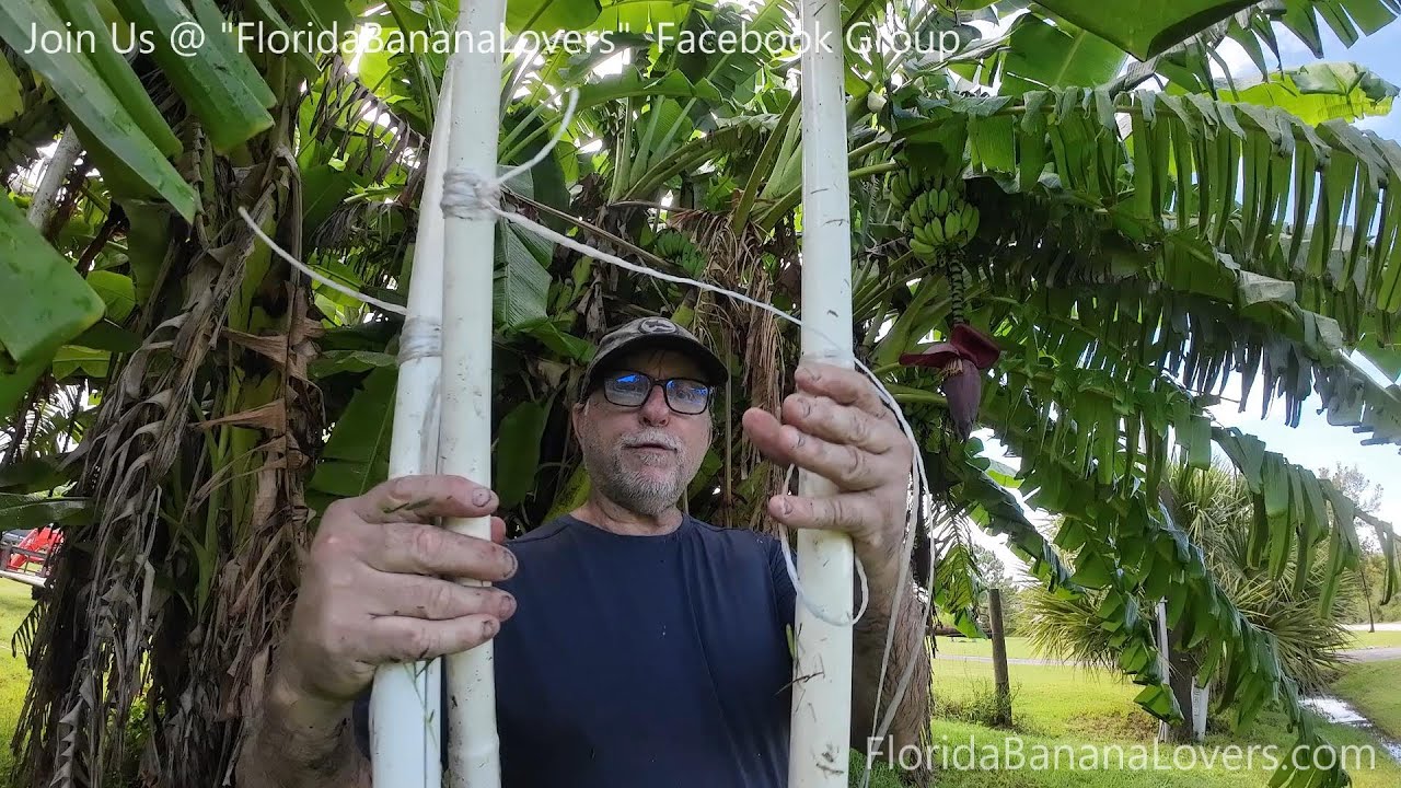 How To Support Your Banana Plants To Prevent Rack Collapse. - YouTube