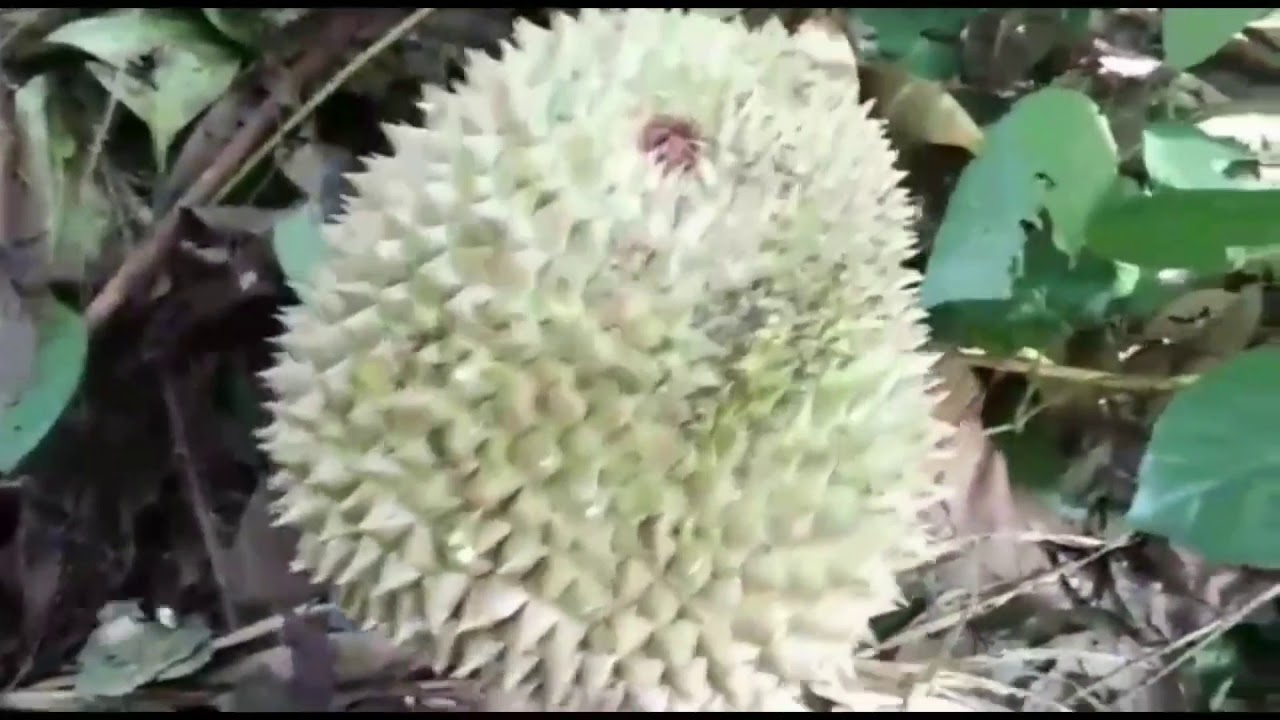 PANEN DURIAN - YouTube
