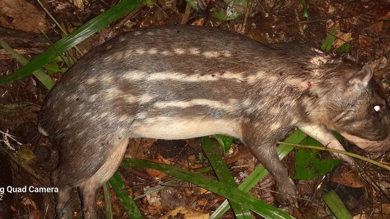 Paca macho abatido com a lua clara cedo da noite. - YouTube
