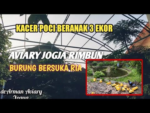 Ngeri Sedap BURUNG KACER BERANAK LAGI 3 EKOR ‼️Ini yang ke 4 kalinya Di ...