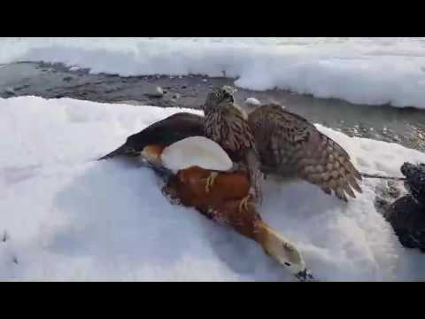 Mongol falconry club Duck hunting goshawk - YouTube