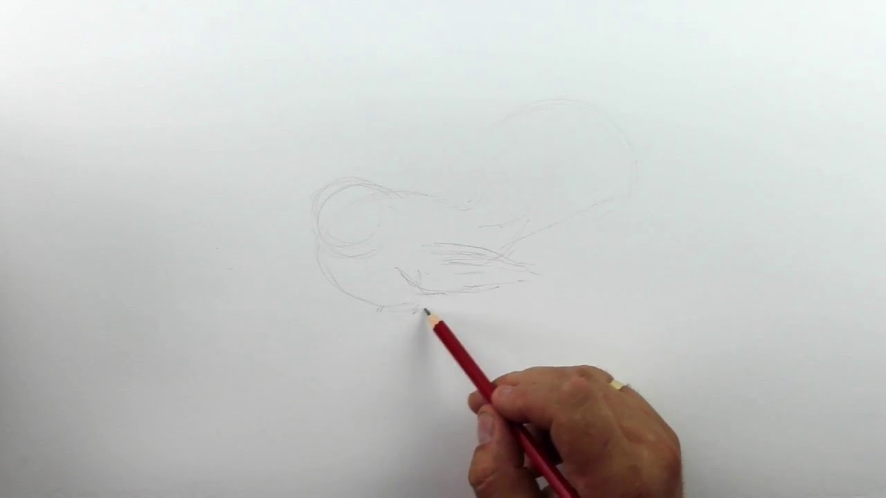 How to draw a realistic fantail. Part 3 - Drawing the basic proportions ...