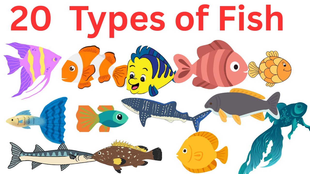 20 types of fish || kids learning and education || 20 fish name - YouTube