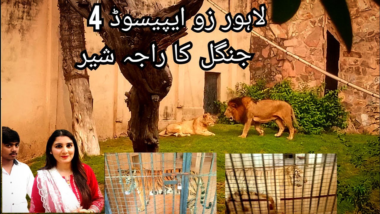 Jungle ka raja sher . #lion #tiger - YouTube