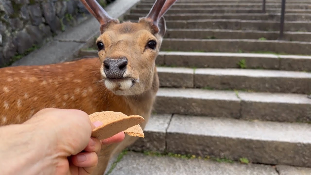 A Deer Hike with my favourite deer in Nara Park. Deer crackers was a ...