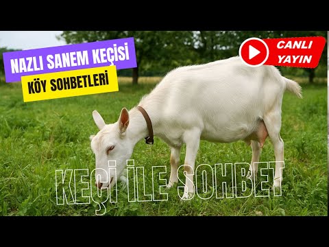 Şehirden Köye Göçtük! Nazlı Keçi ile Canlı Yayında Köy Hayatını Konuştuk!