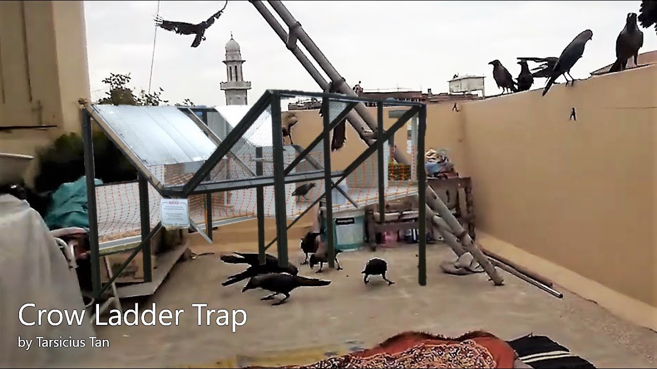 How to trap Crow (with Viet subtitles) - YouTube