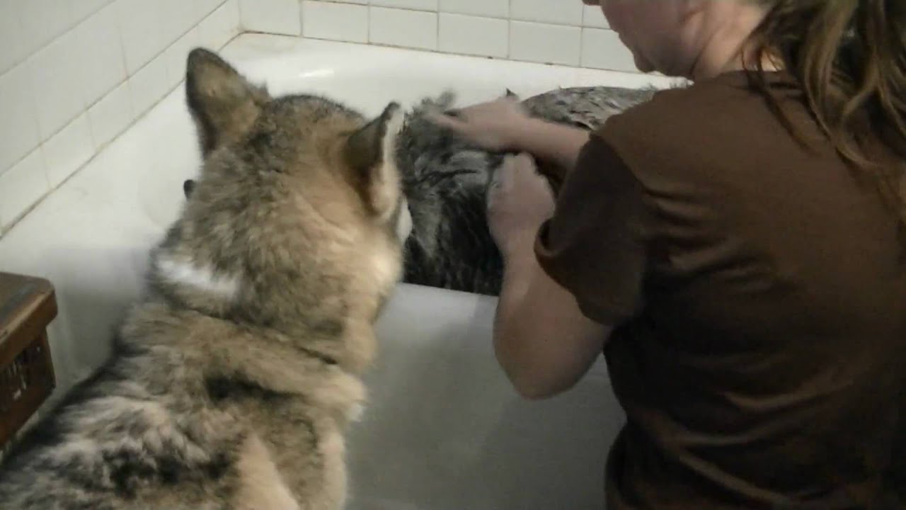 Siberian Husky Shiloh gets a Bath - YouTube