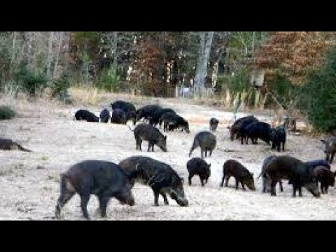 PIG HUNTING PAKISTAN WILD BOAR HUNTING , HOG HUNTING, SOOR KA SHIKAR #hunting #pig #shorts