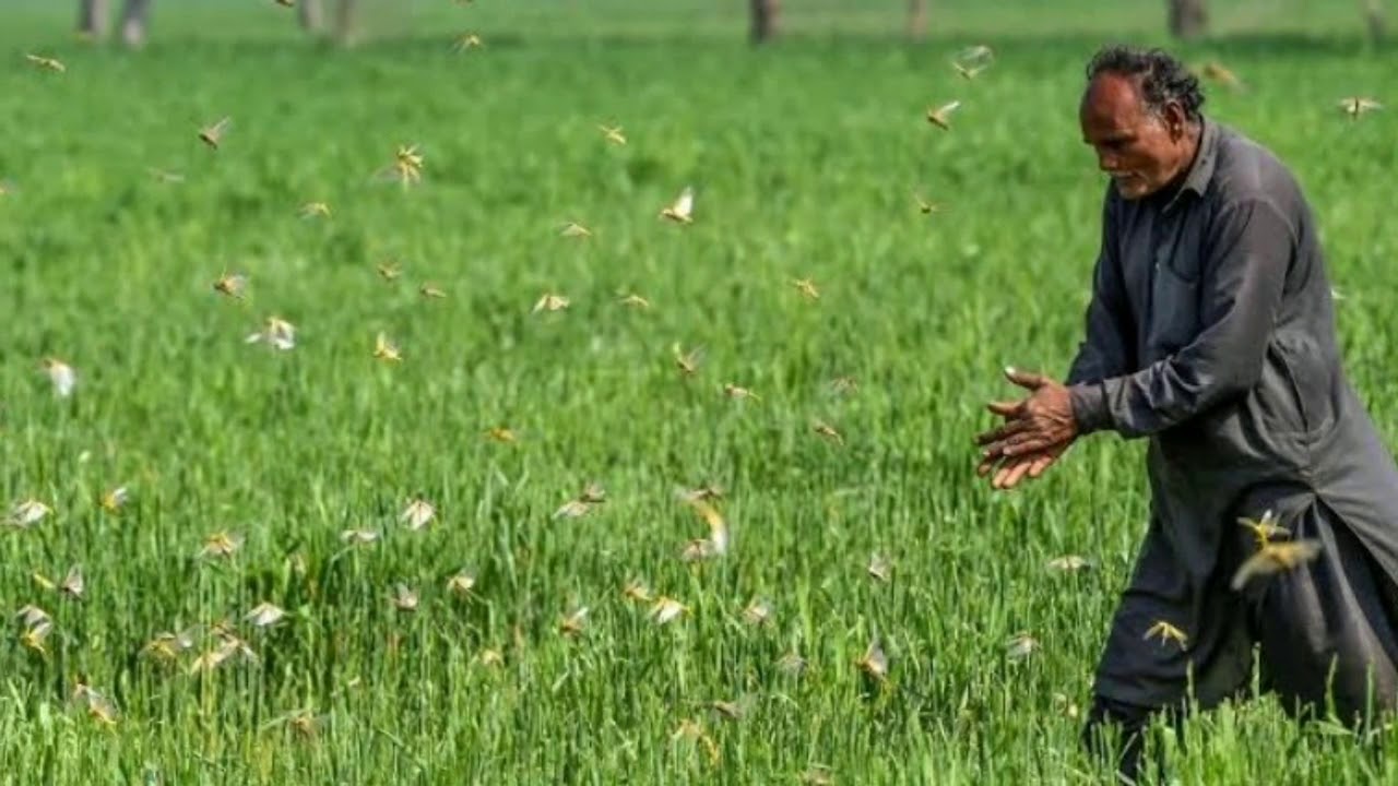 The insects which are eating and spoiling the farming fields in North ...