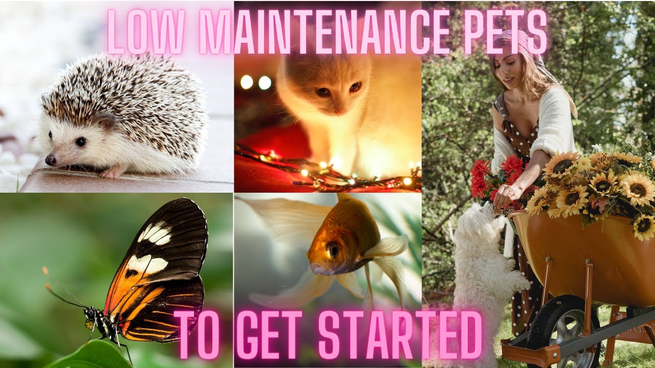 the best low maintenance pets for people looking to get started - YouTube