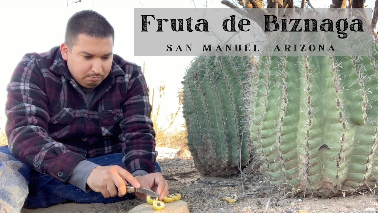 Ep 27: Fruta de Biznaga! Una Comida Del Desierto || Supervivencia ...