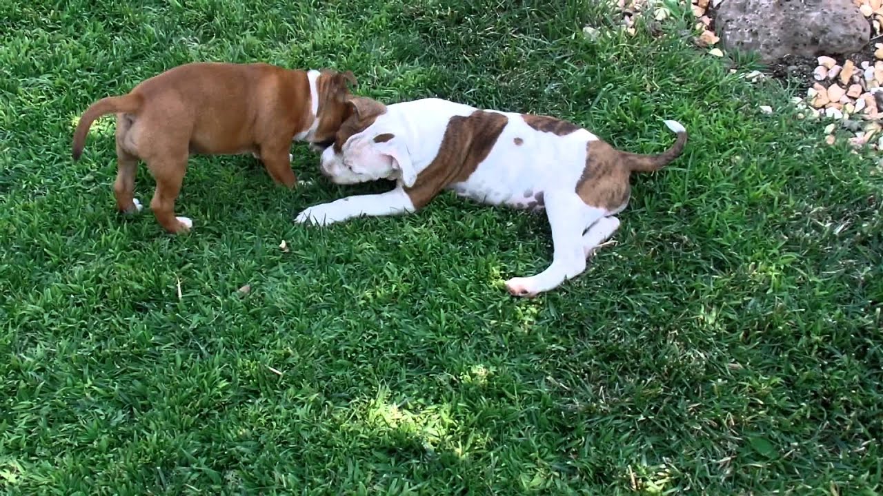 3 month old Staffordshire bull terrier puppies playing - YouTube