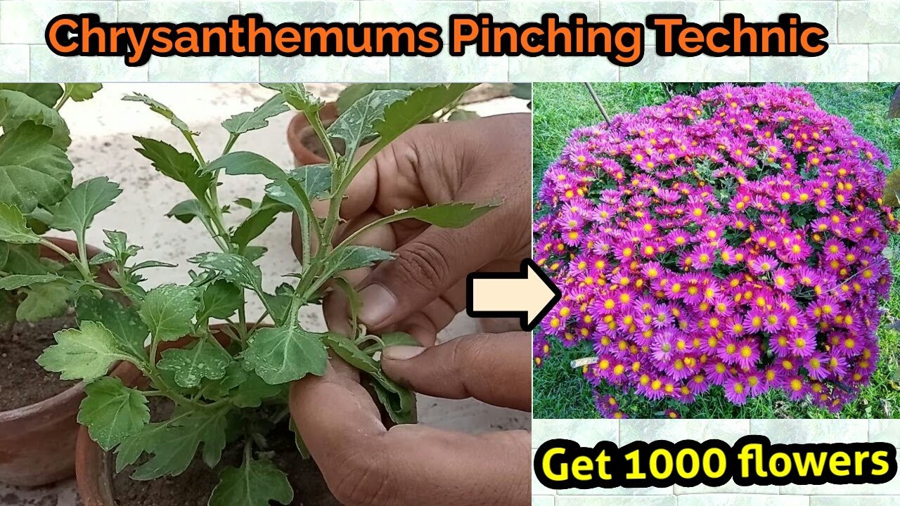 How To Pinch Chrysanthemum To Get 1000 Flowers Pinching Technique Of